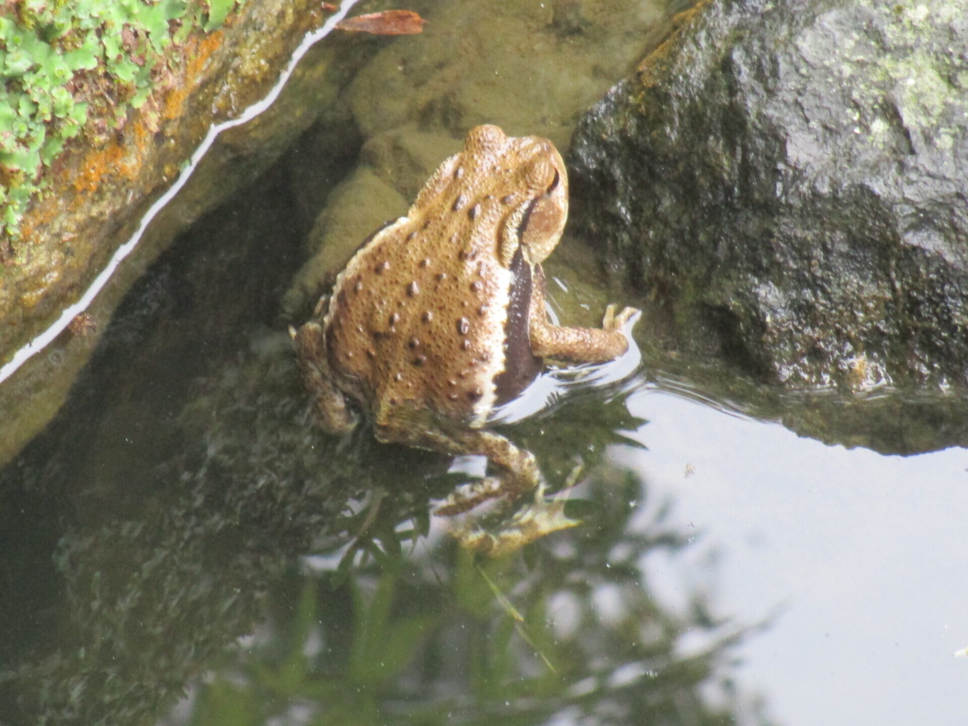 筑波山ガマまつりにてガマの油売り口上: 自彊術とガマの油売り口上